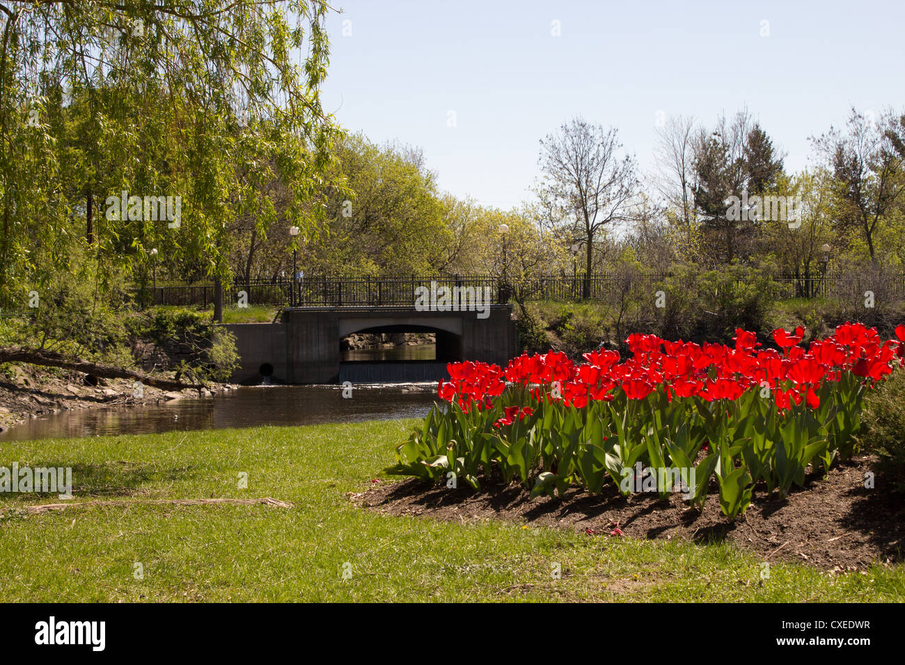 Creek beds with trees hi-res stock photography and images - Alamy