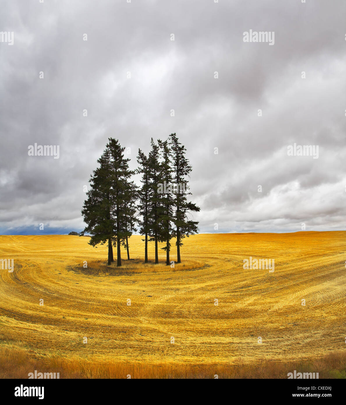 Huge corn field hi-res stock photography and images - Alamy