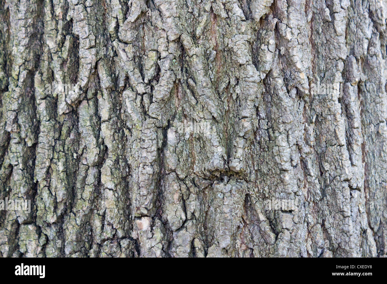 Detailed Tree High Resolution Stock Photography and Images - Alamy