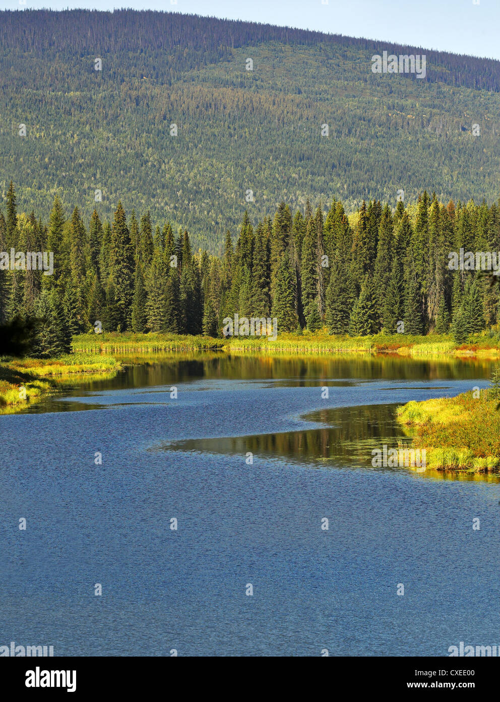 Pine breeze hi-res stock photography and images - Alamy