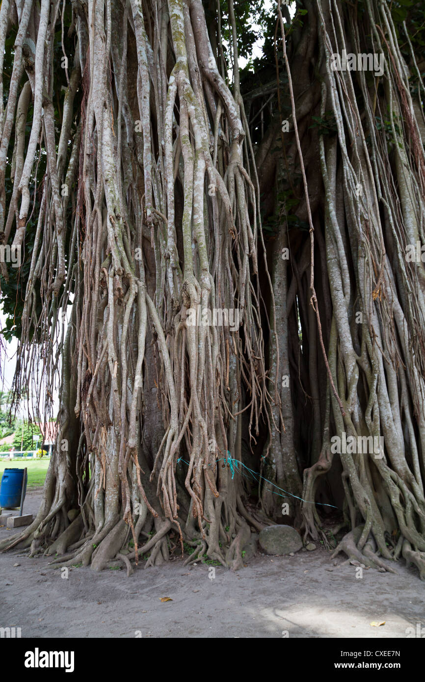 Java fig tree hi-res stock photography and images - Alamy