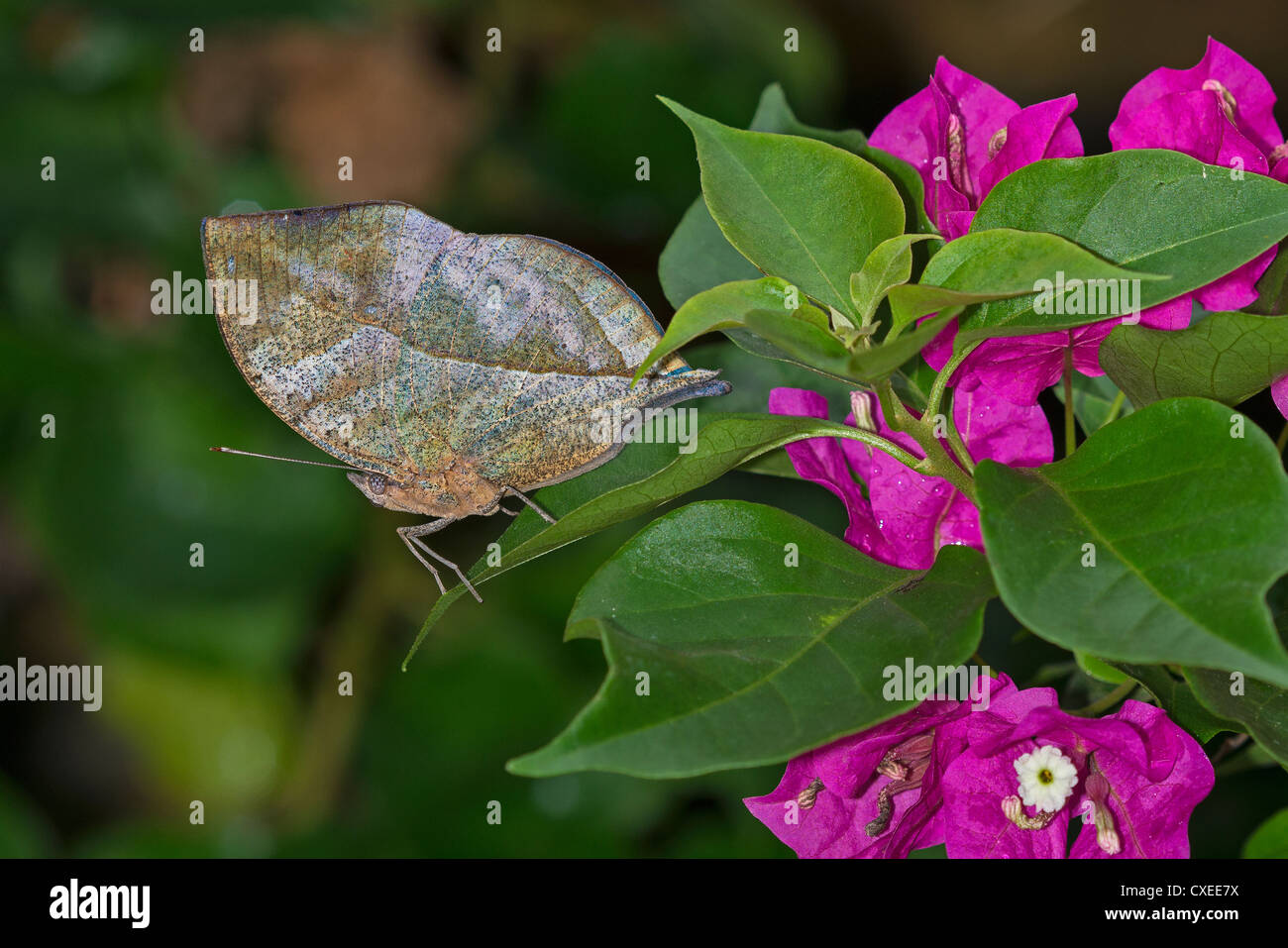 The camouflaged underside of an Indian Leaf butterfly Stock Photo - Alamy