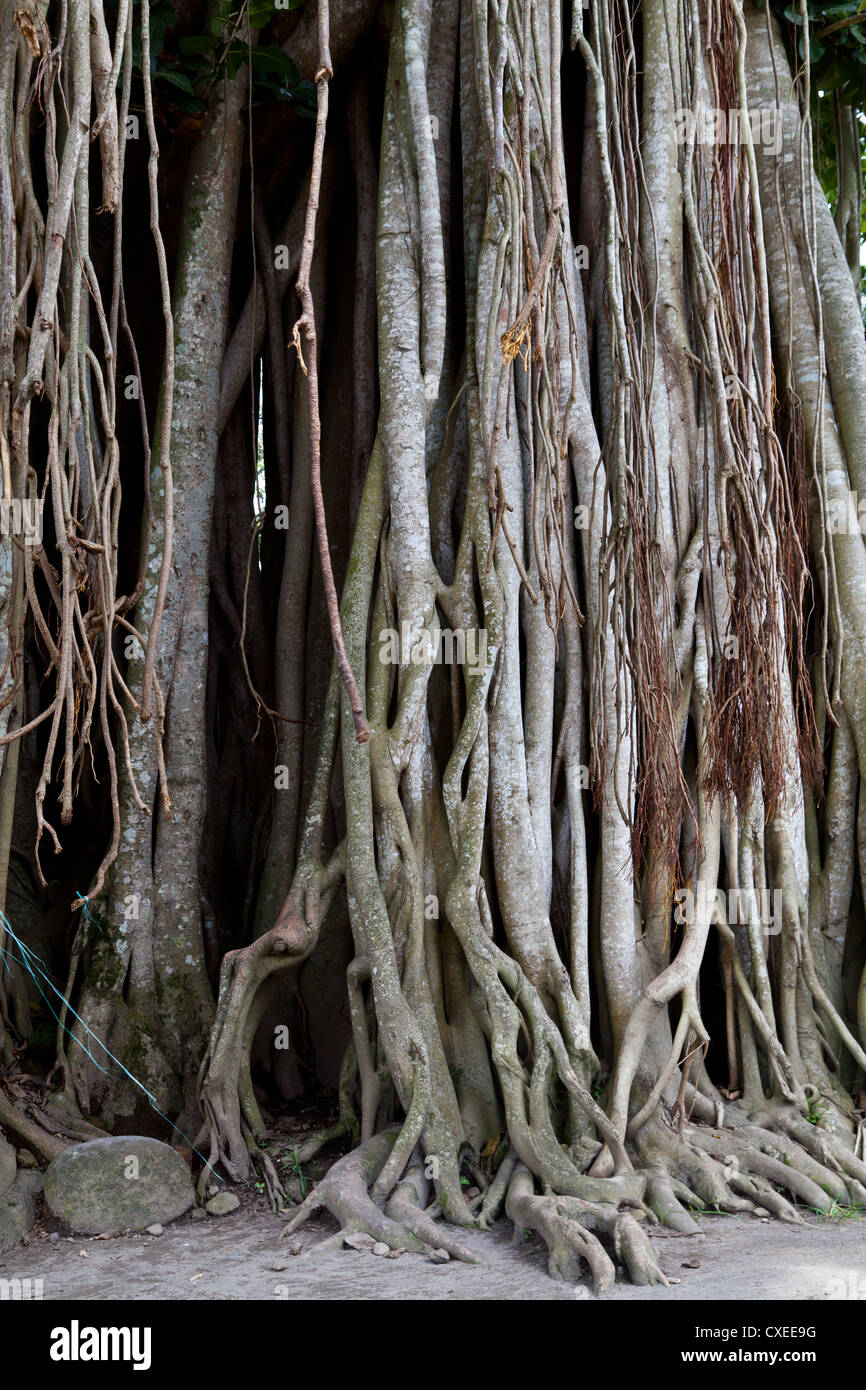 The Banyan Tree at the Temple Candi Mendut in Indonesia Stock Photo - Alamy