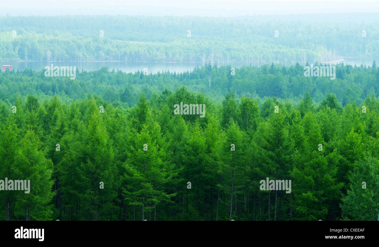 The thick forest the north temperate zone Stock Photo - Alamy