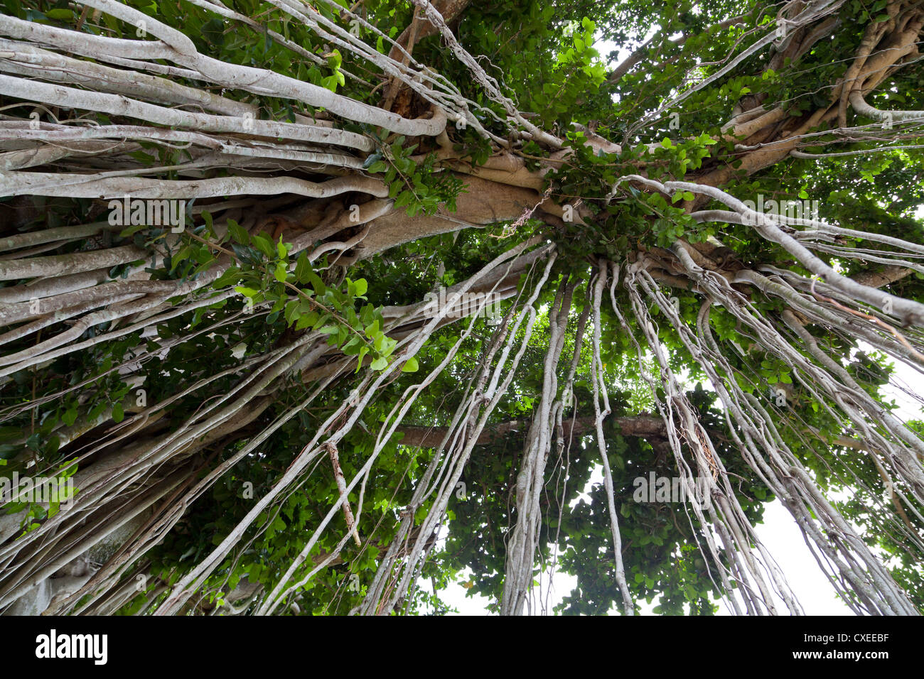 The Banyan Tree at the Temple Candi Mendut in Indonesia Stock Photo - Alamy