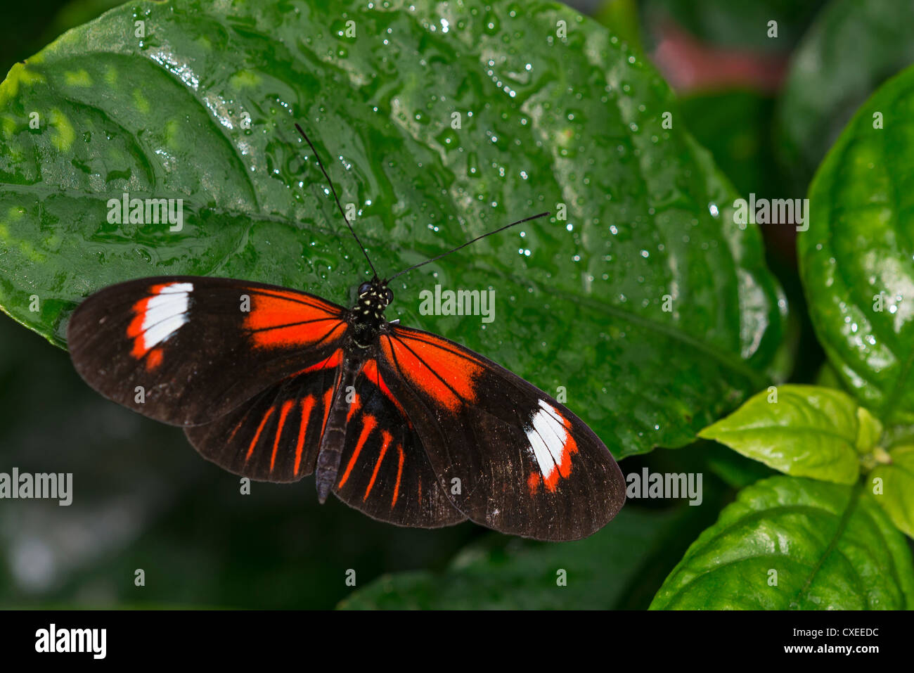 A red phase Doris Longwing butterfly Stock Photo - Alamy
