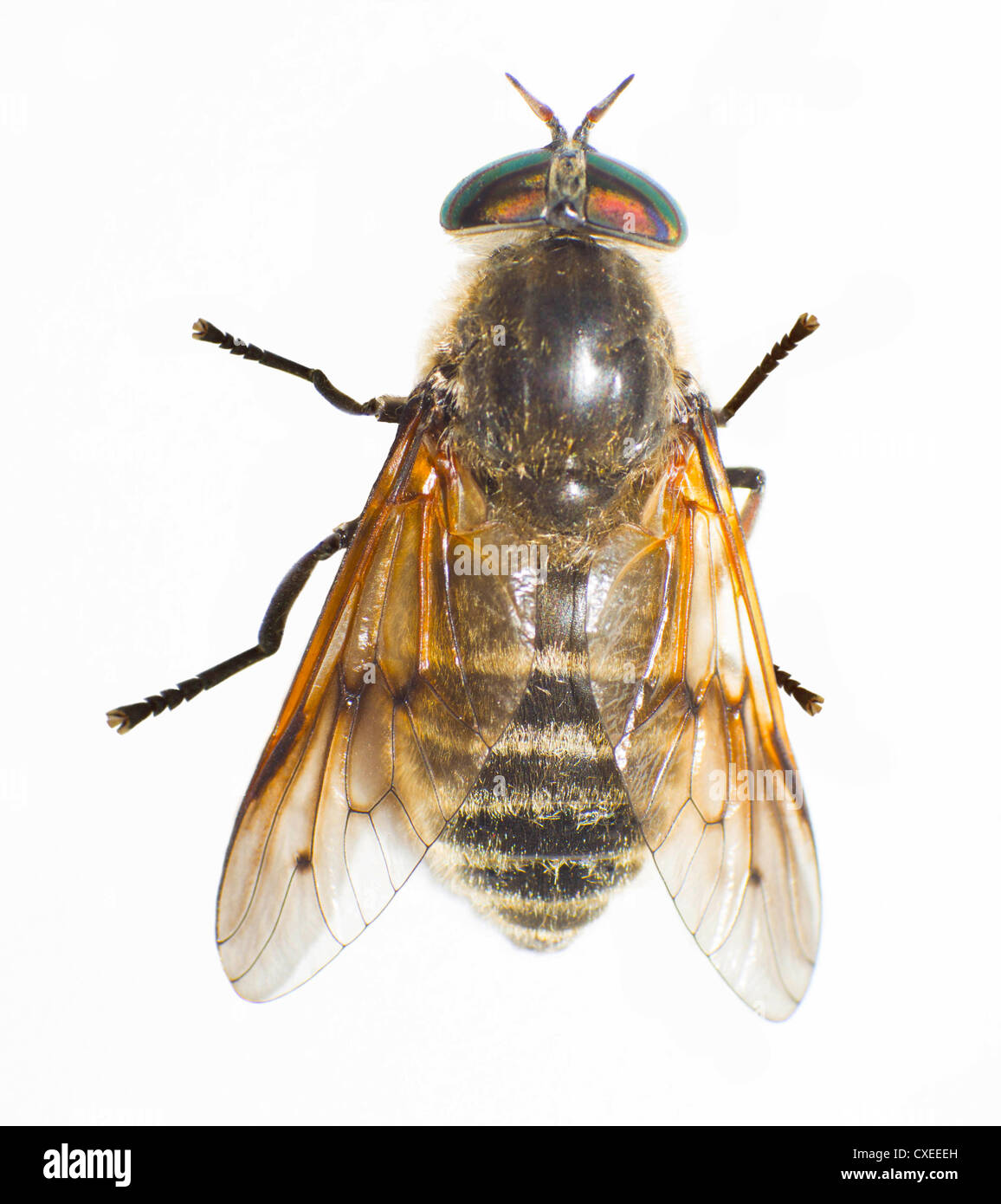 Bee fly black hi-res stock photography and images - Alamy