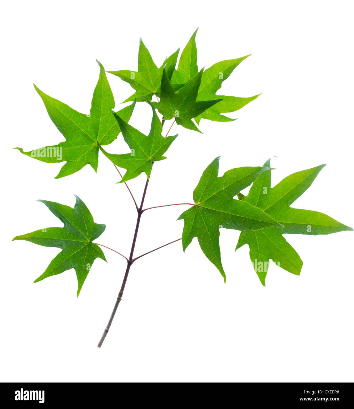 Maple leaves isolated on white background Stock Photo - Alamy