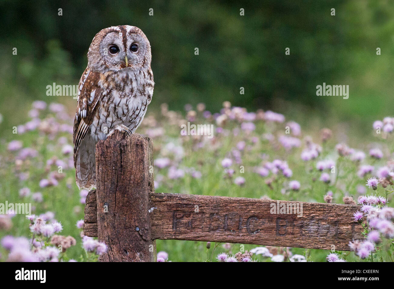 Typical owl hi-res stock photography and images - Alamy