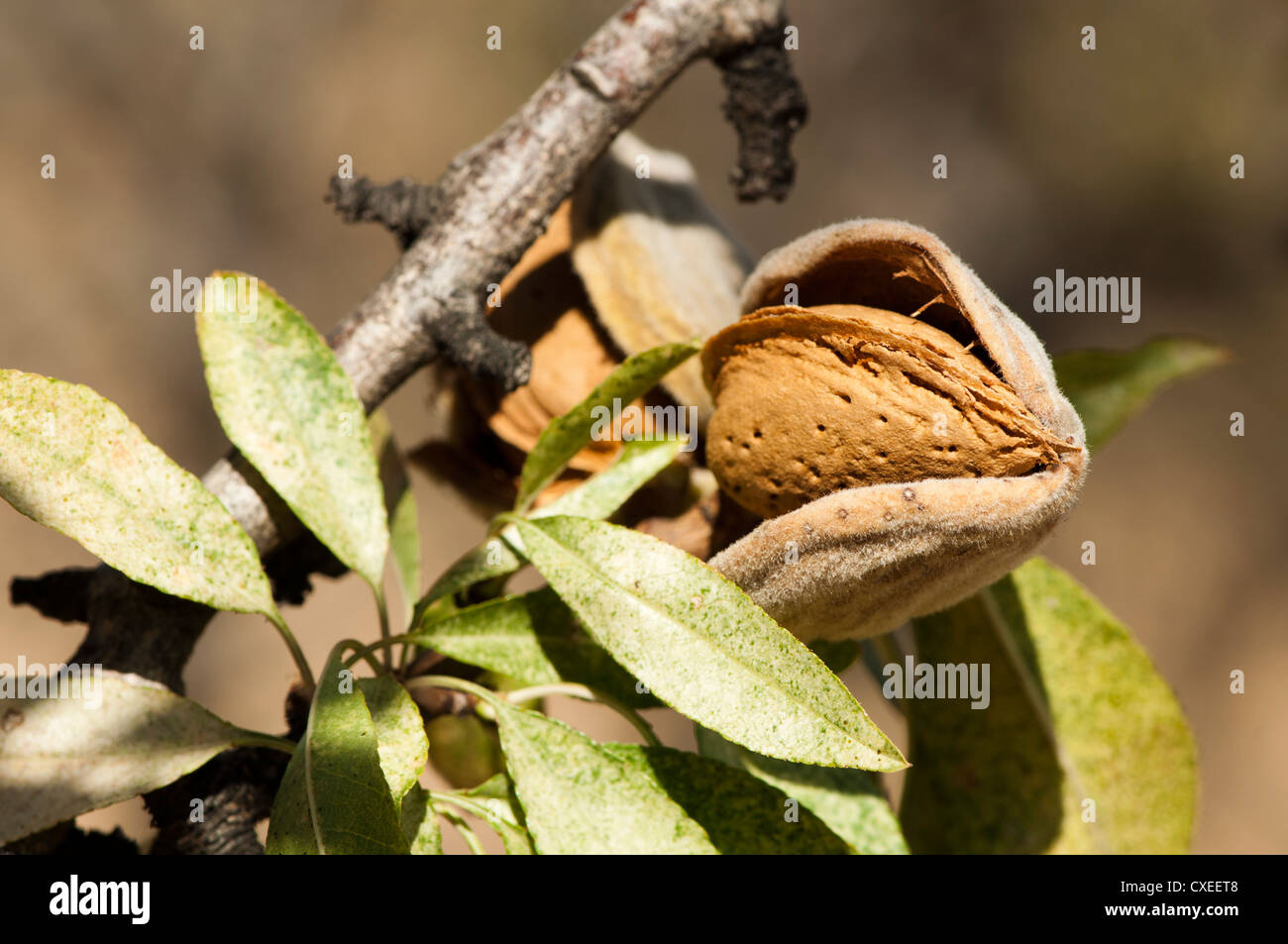 Nearly ripe almonds on branch Stock Photo - Alamy