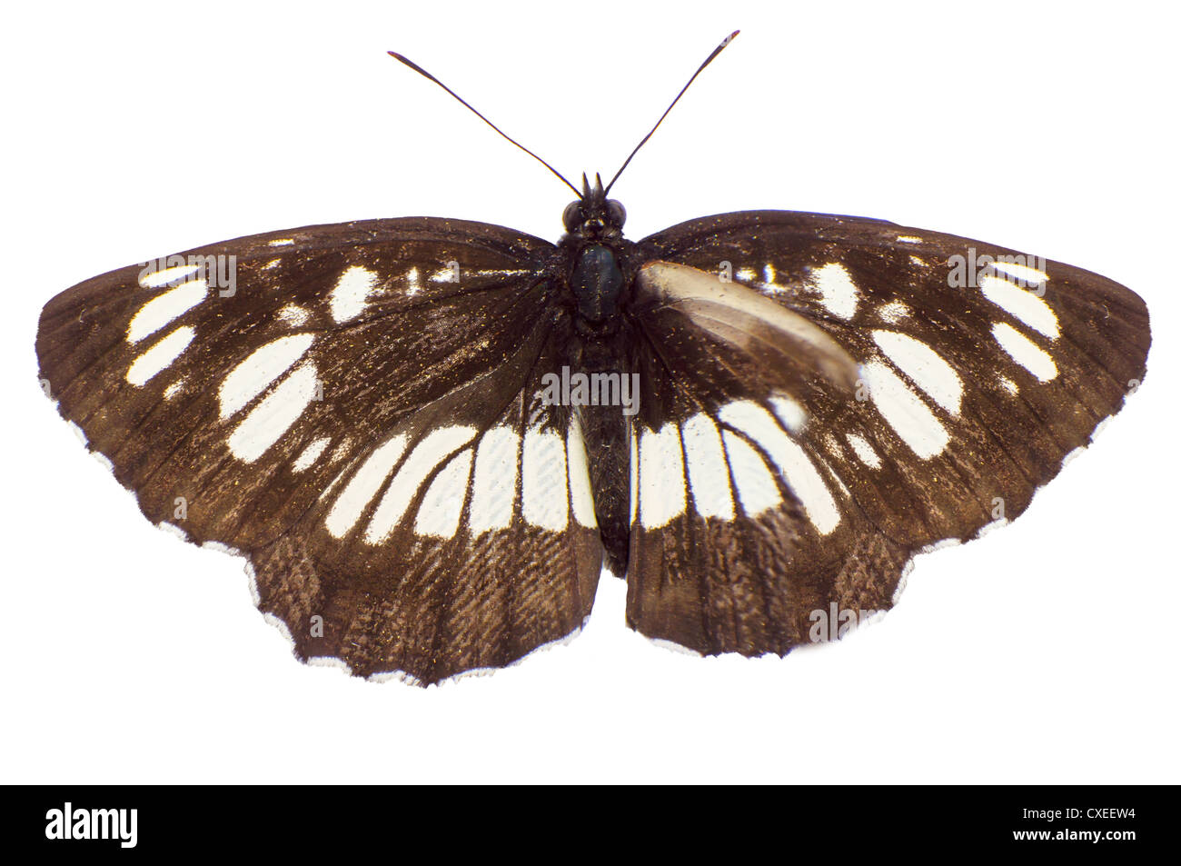 Butterfly in nature on Cut Out Stock Images & Pictures - Alamy