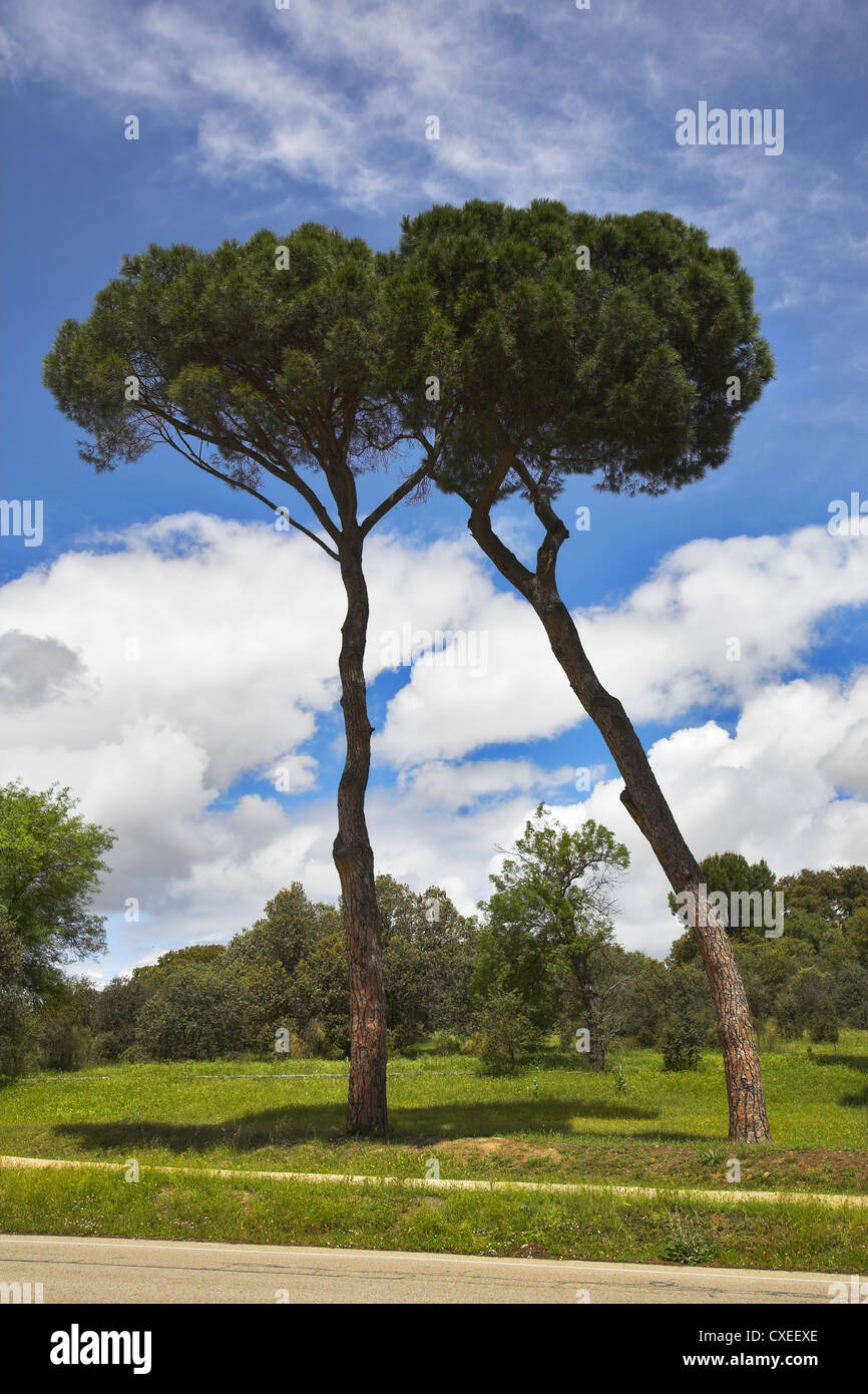Two charming trees on a glade Stock Photo - Alamy