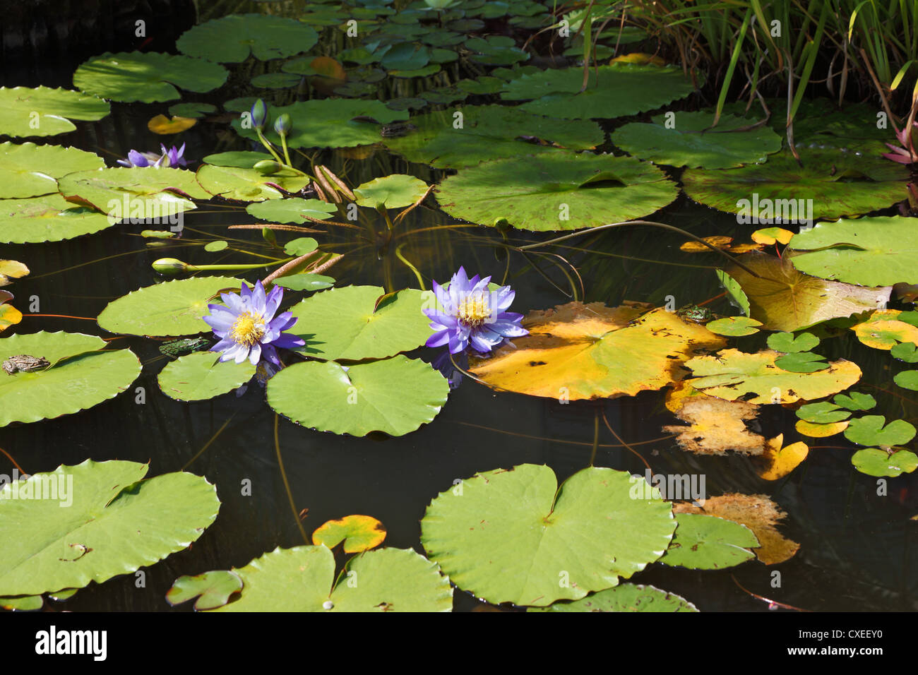 Shiny pond surface hi-res stock photography and images - Alamy