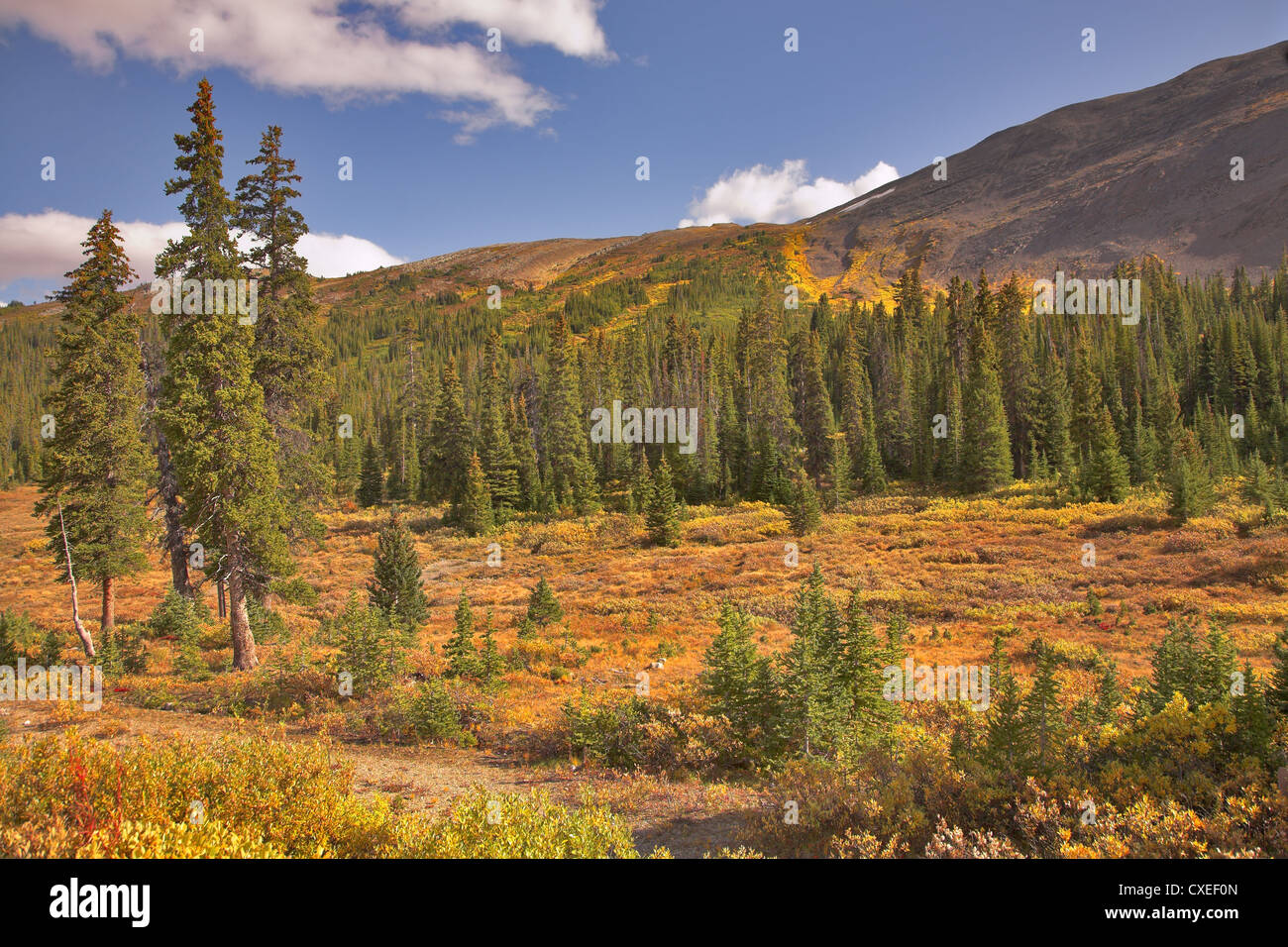 Evergreen deciduous shrubs or trees hi-res stock photography and images ...