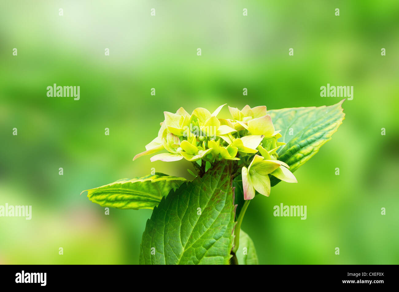 Green flowers in full bloom Stock Photo - Alamy