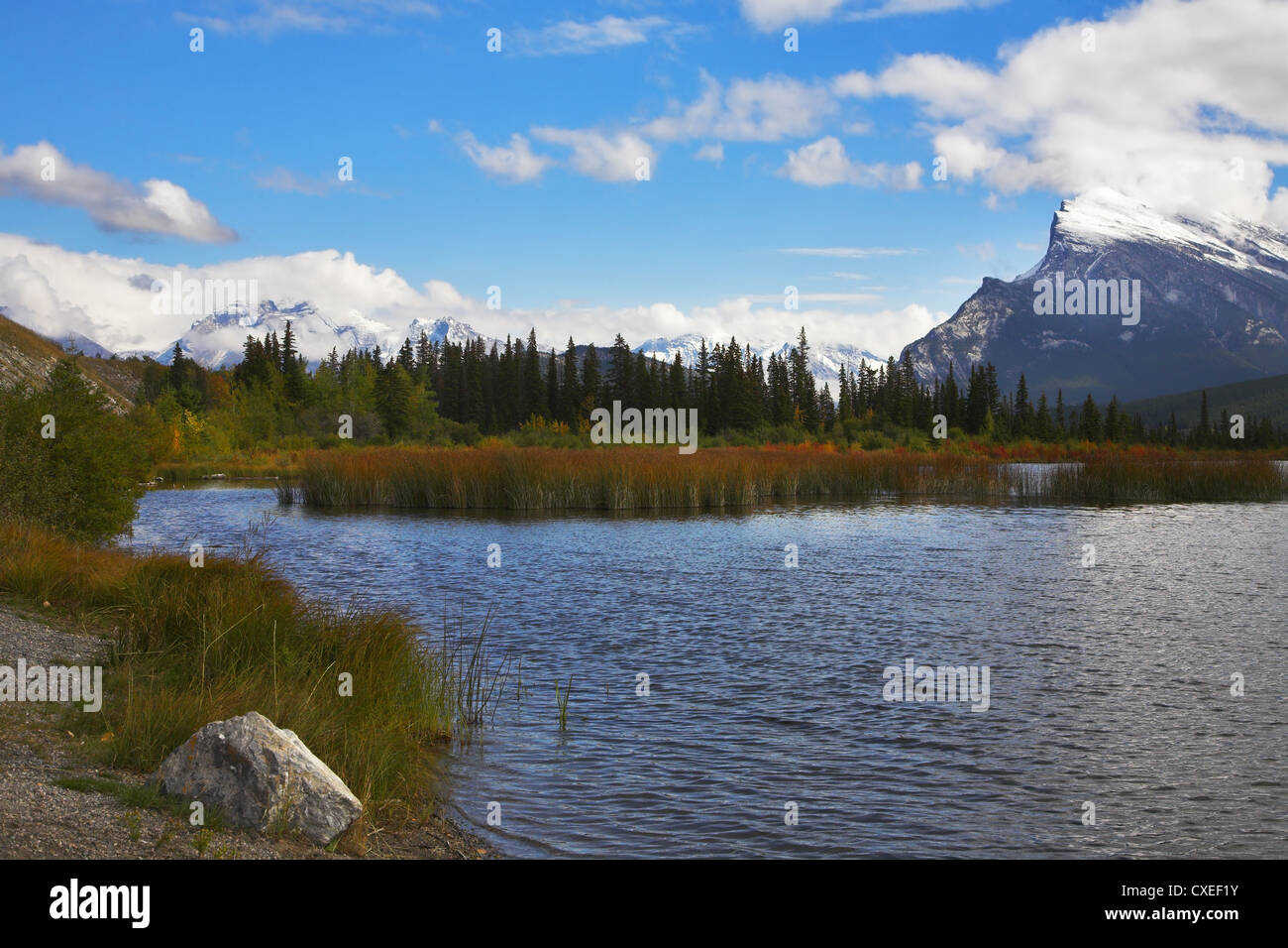 Canada fine tree forest hi-res stock photography and images - Alamy