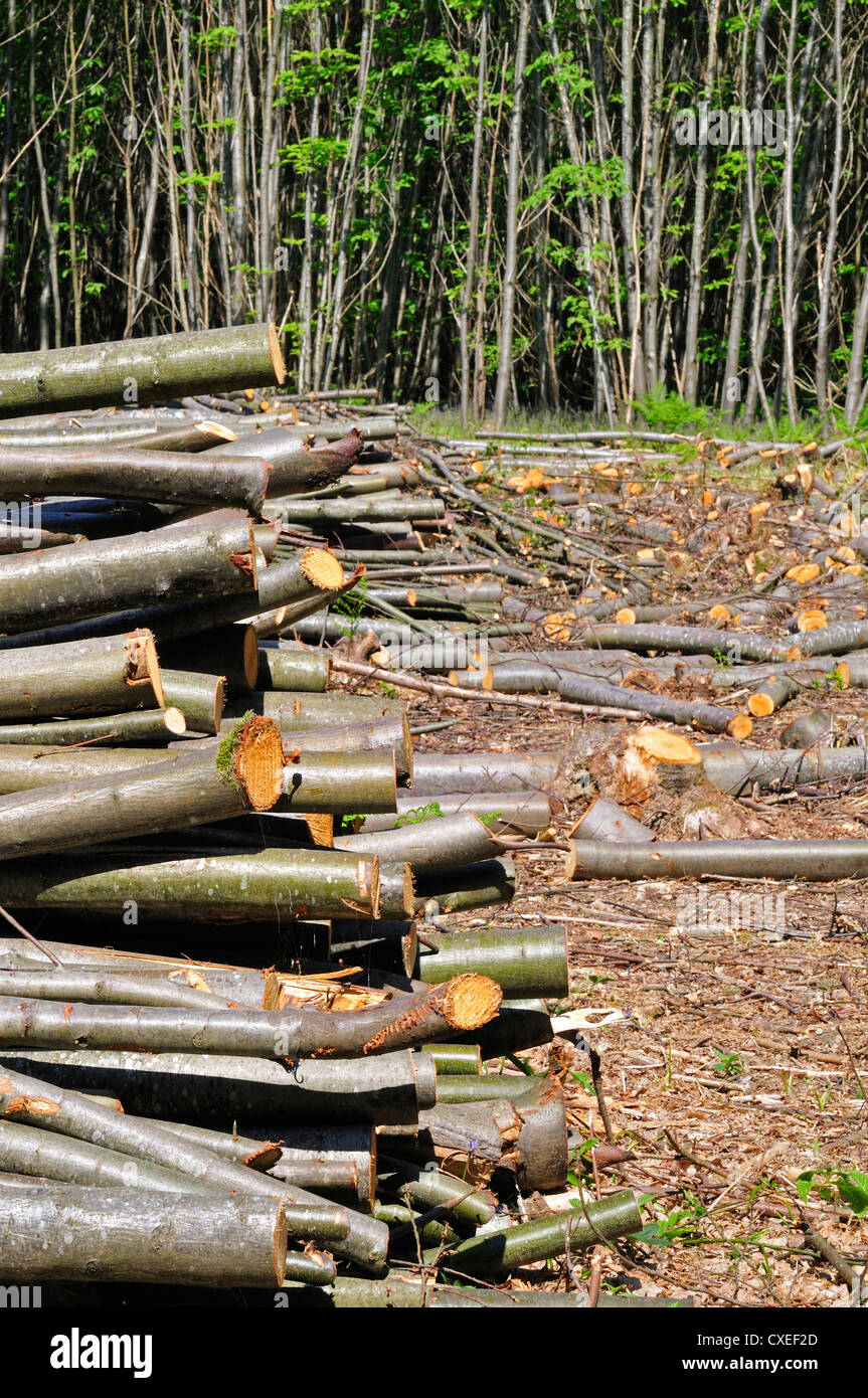 Beech wood coppice - Kent, England Stock Photo - Alamy