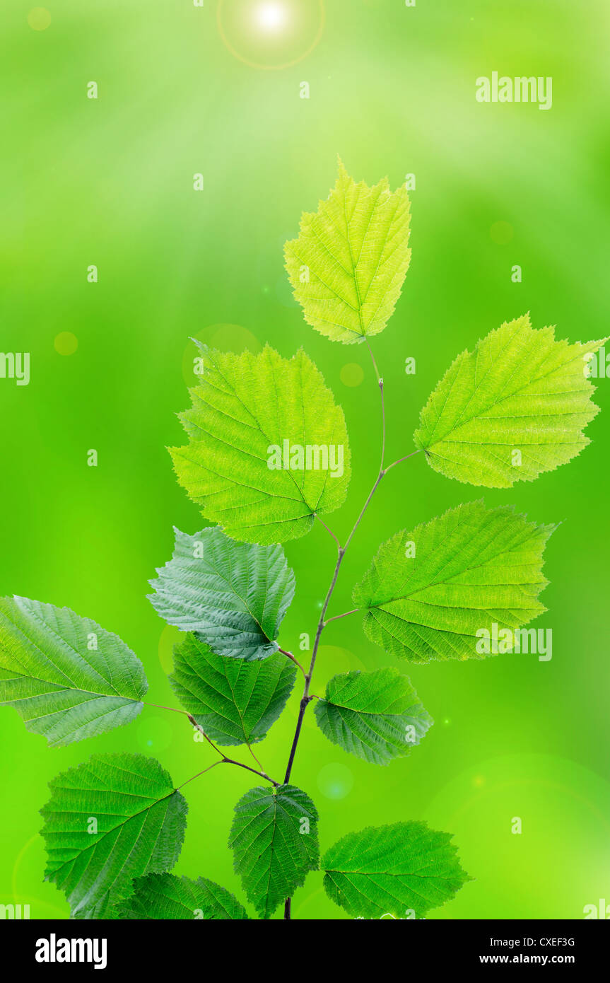 Green leaves in the sun, macro shot Stock Photo - Alamy