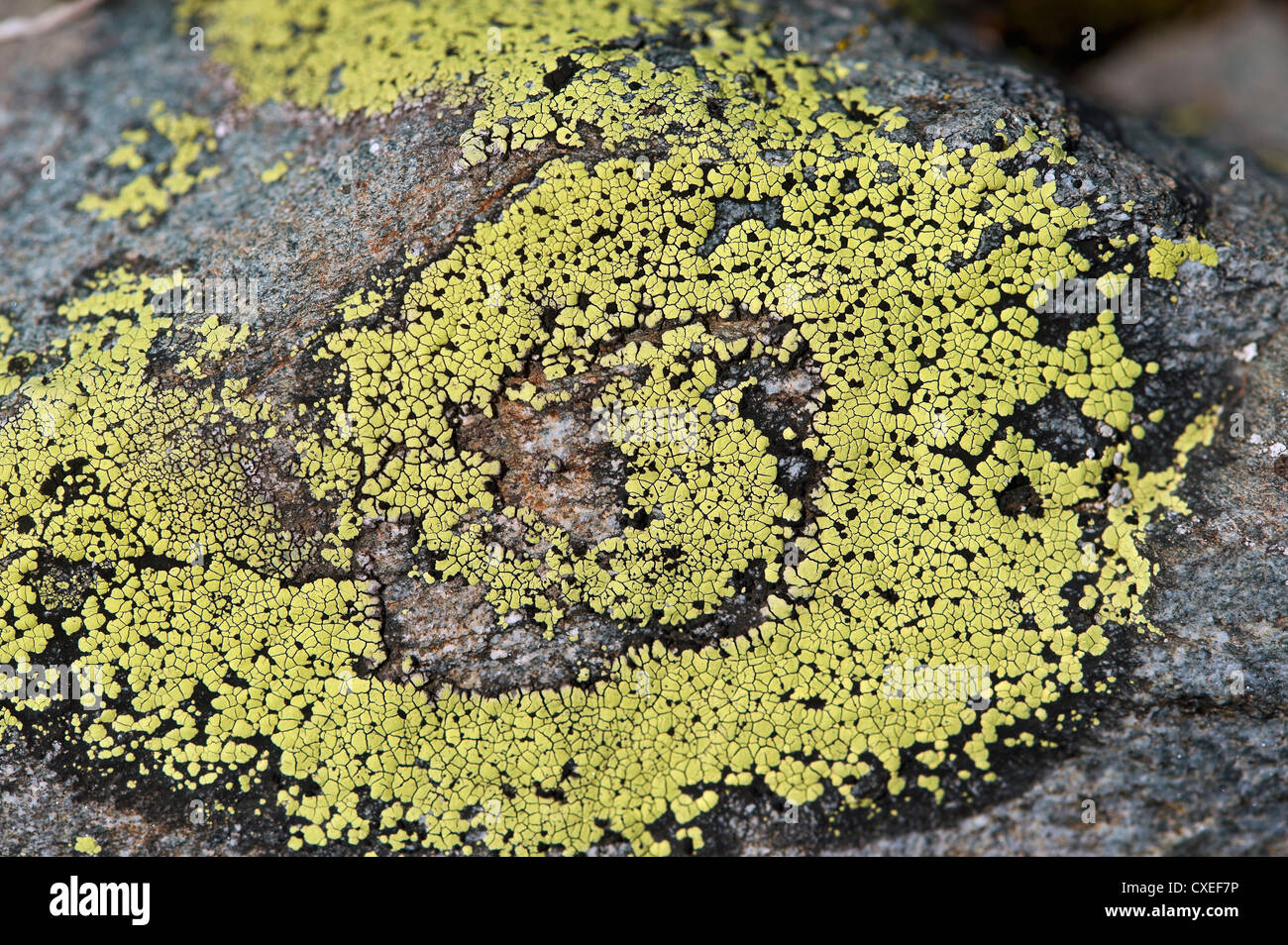 Lichens on the rock hi-res stock photography and images - Alamy