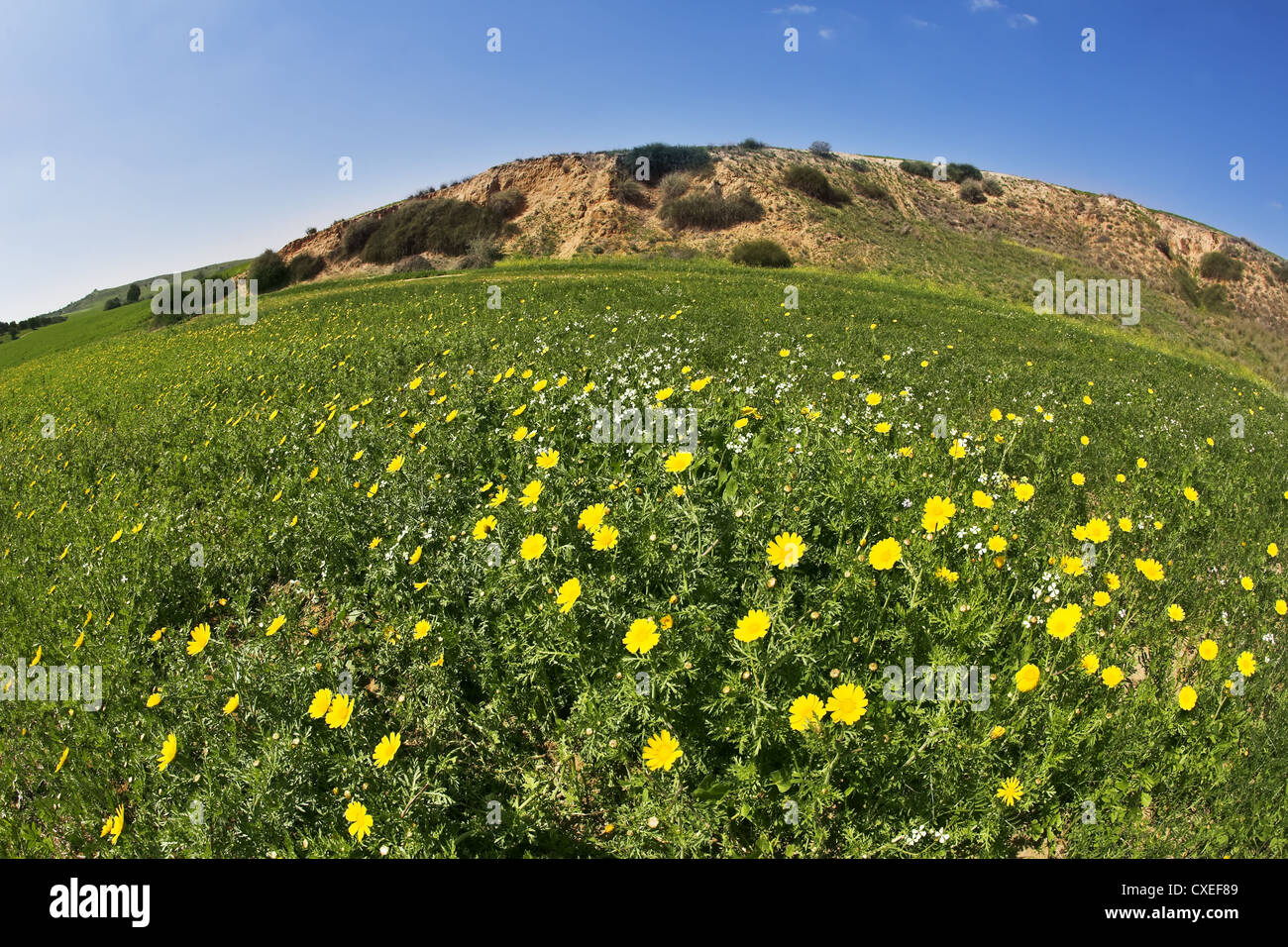 Israel wildflower hi-res stock photography and images - Alamy