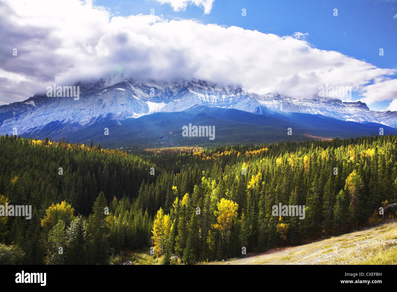 Northern nature forest wilderness hi-res stock photography and images ...