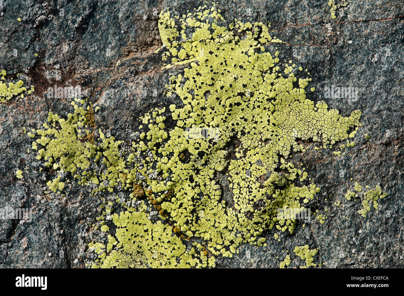 Lichens on the rock hi-res stock photography and images - Alamy