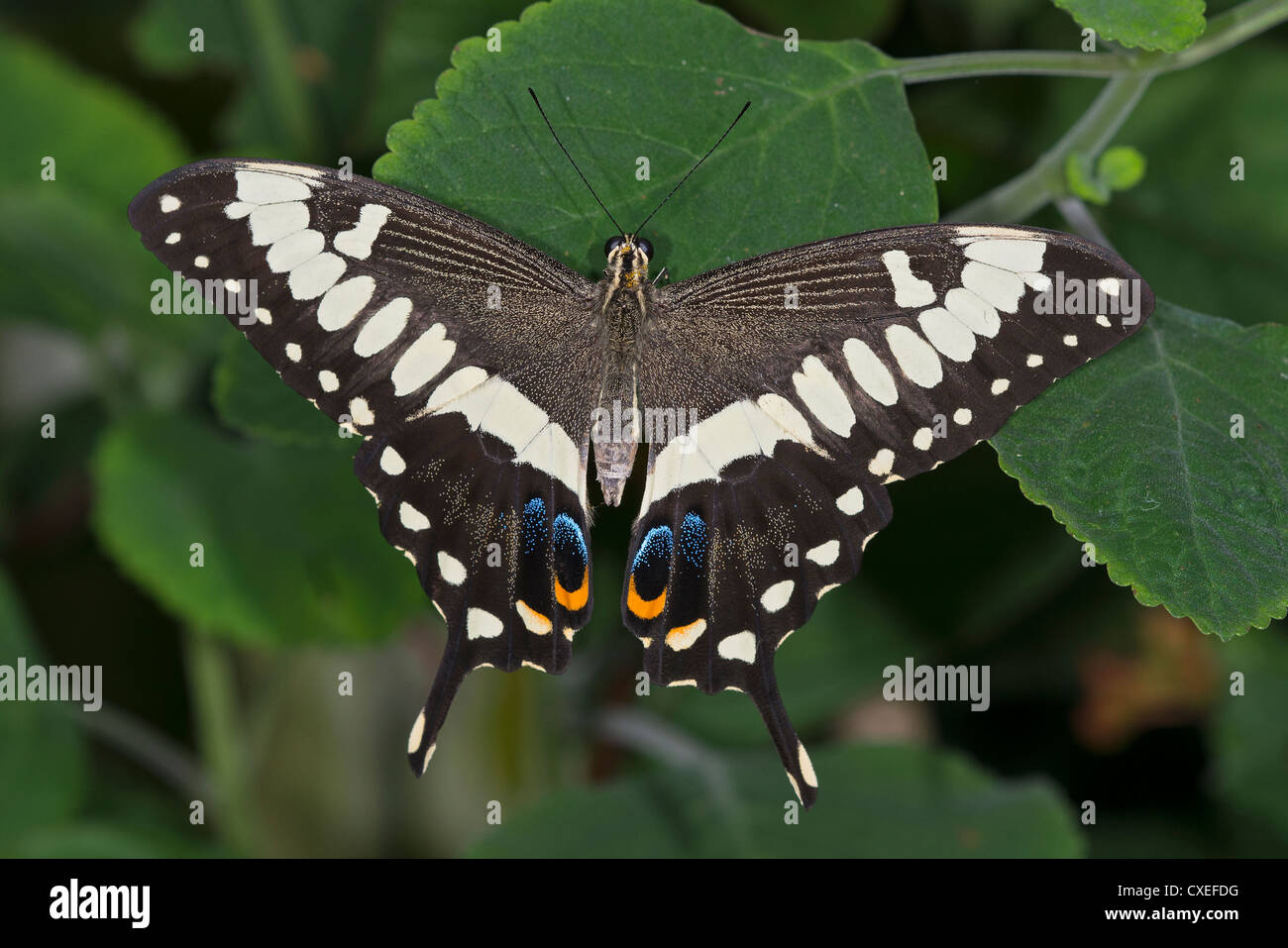 Emperor swallowtail hi-res stock photography and images - Alamy