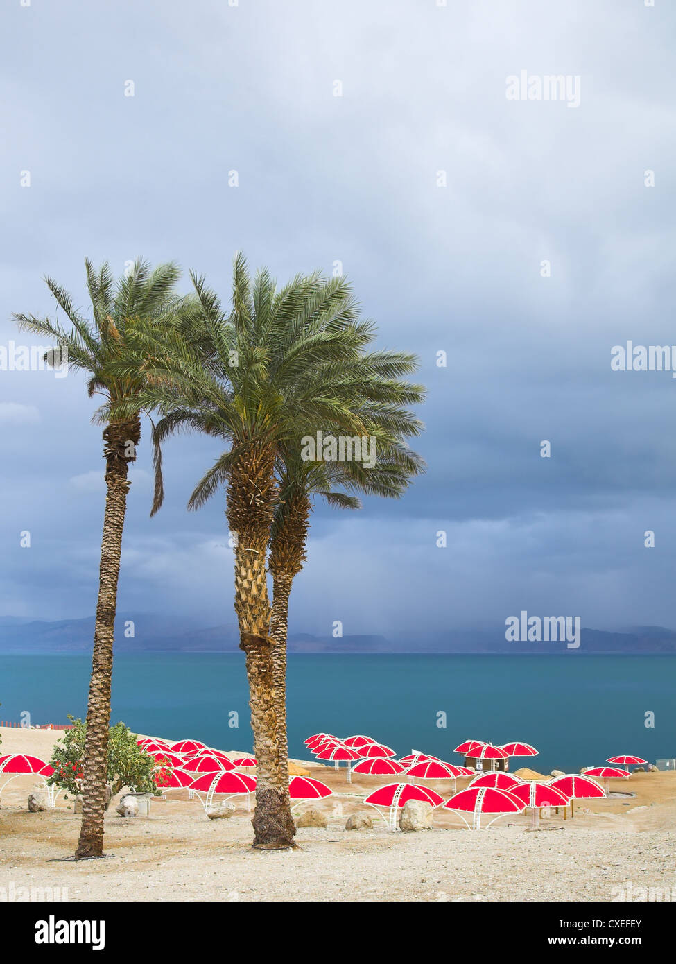 Red palm trees hi-res stock photography and images - Alamy