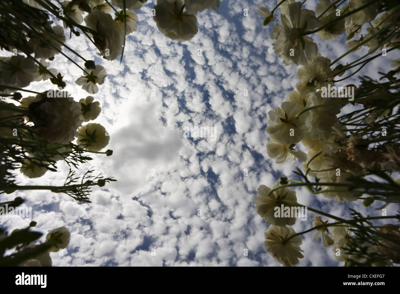Cloudy spring morning Stock Photo - Alamy
