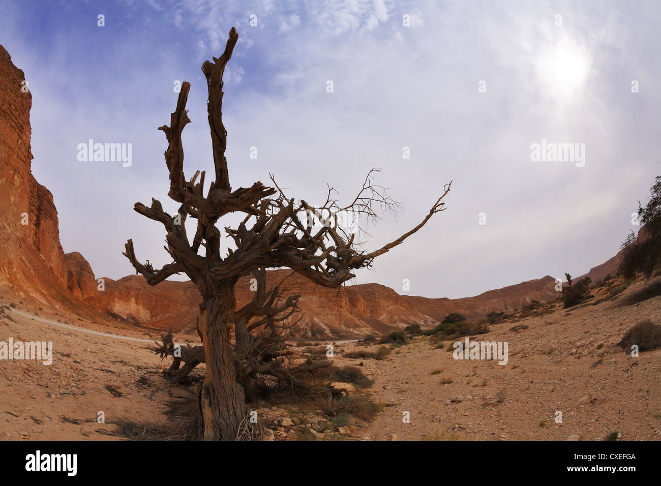 Dry tree in ancient mountains Stock Photo - Alamy