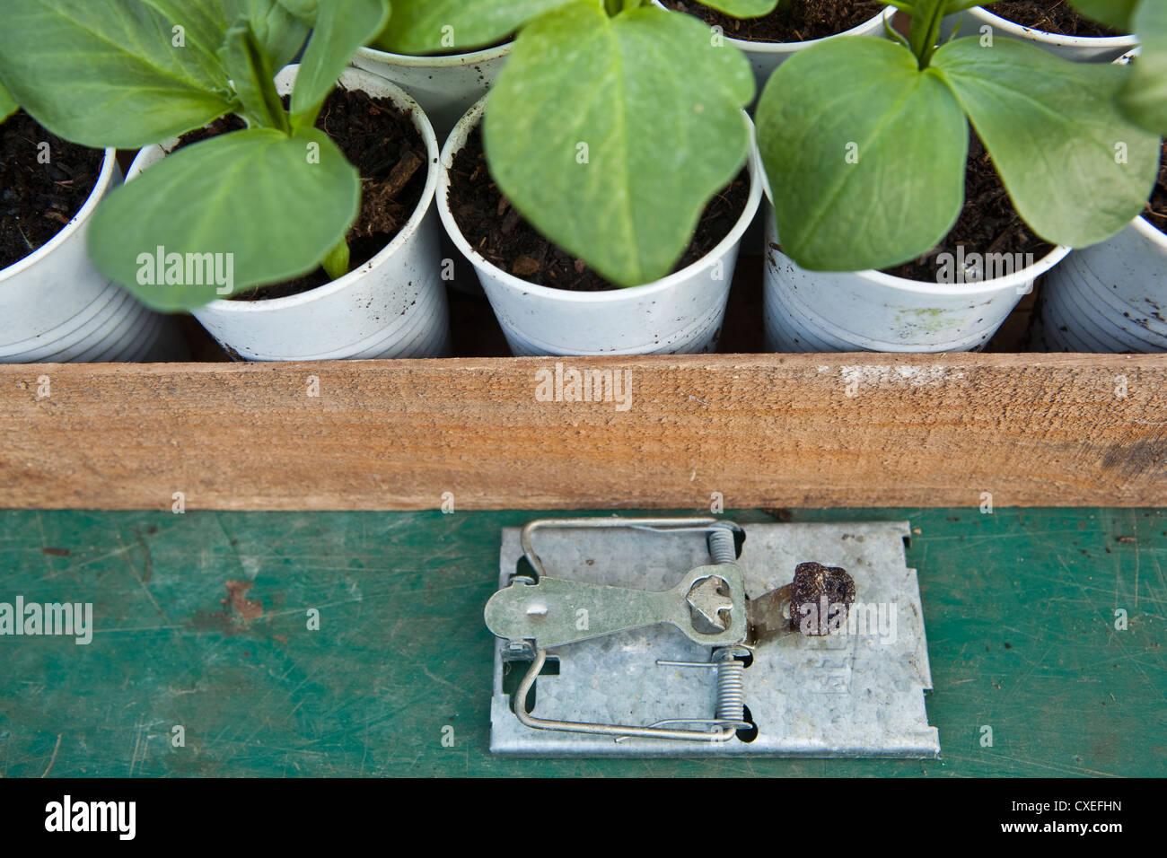A mouse trap set in a greenhouse to protect broad bean seedlings Stock ...