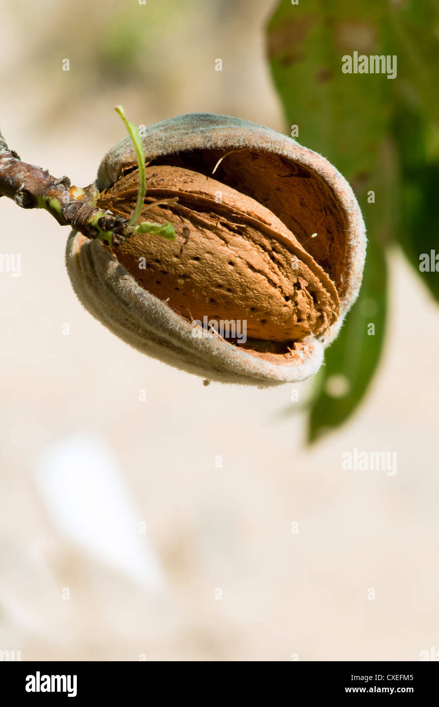 Nearly ripe almonds on branch Stock Photo - Alamy