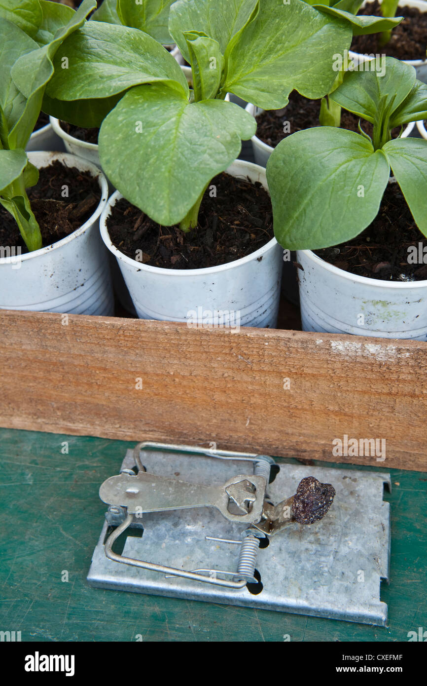 A mouse trap set in a greenhouse to protect broad bean seedlings Stock ...