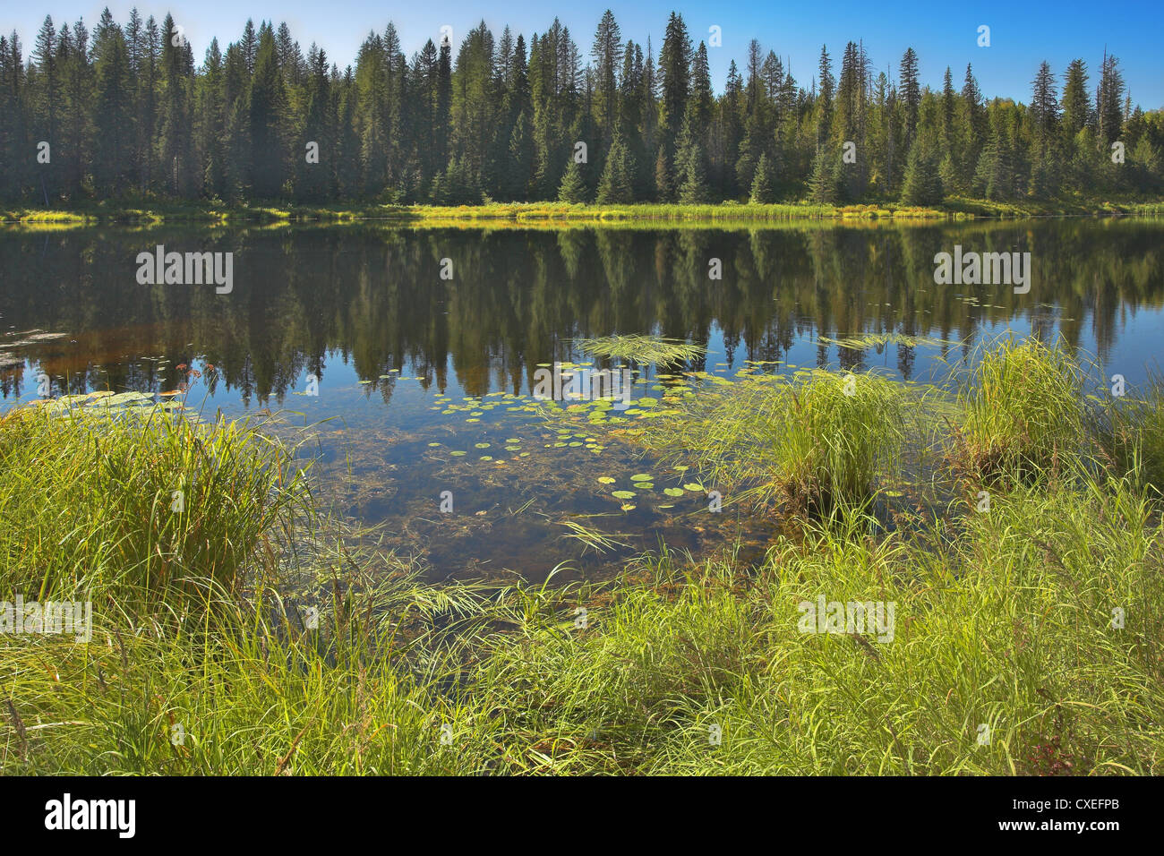 Boggy plants hi-res stock photography and images - Alamy
