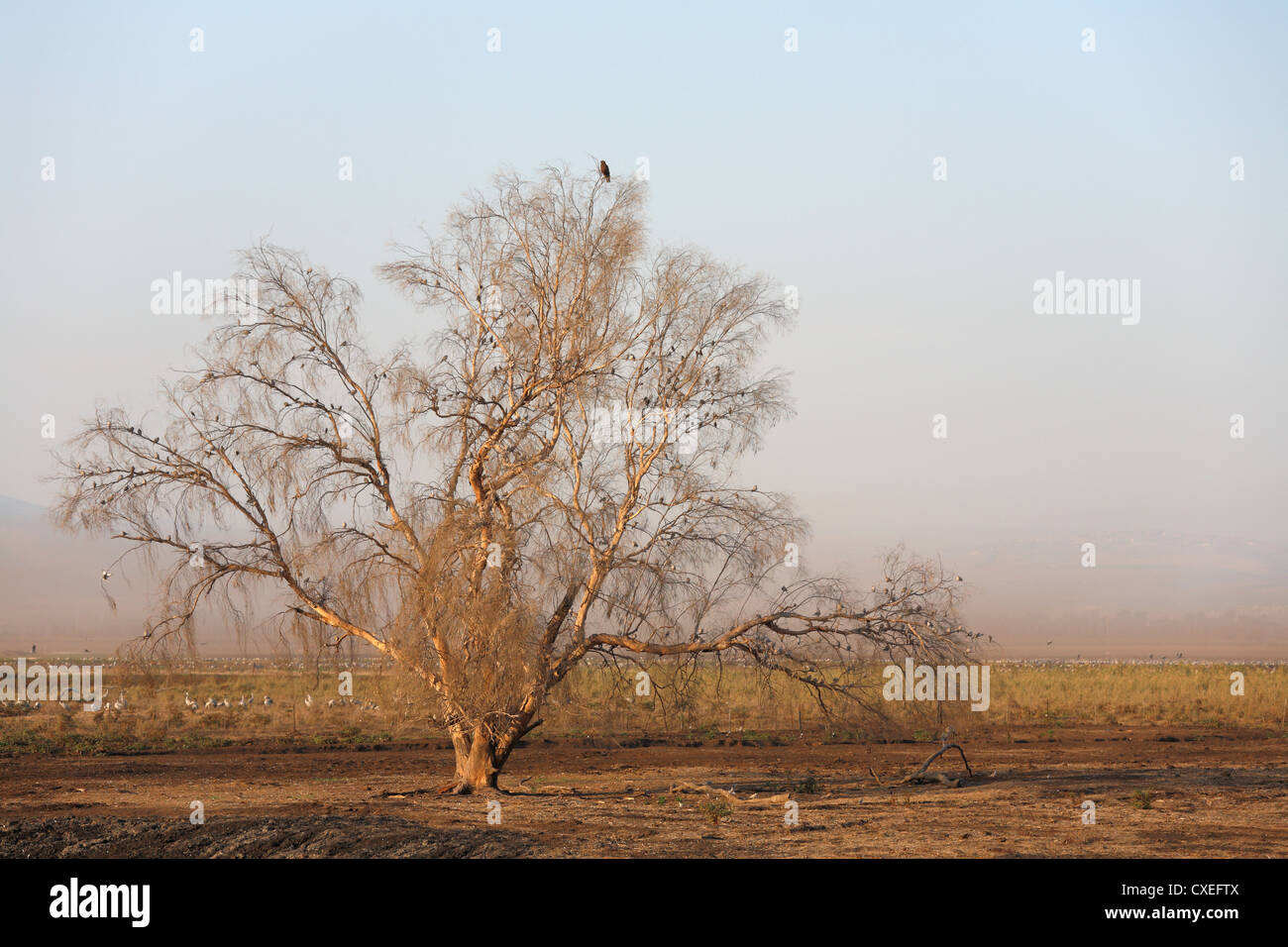 Hula nature reserve israel hi-res stock photography and images - Alamy