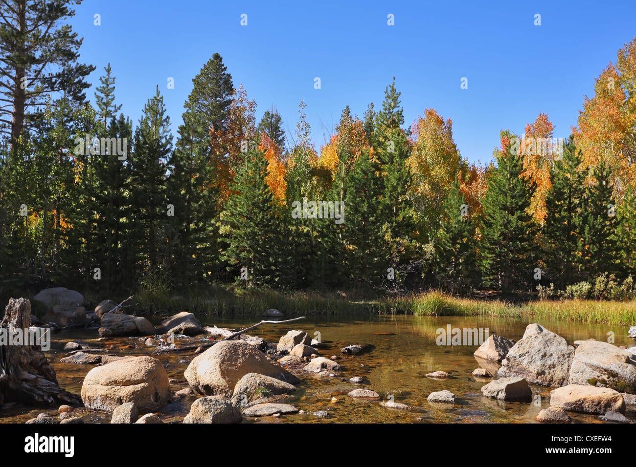Multi-colored autumn woods Stock Photo - Alamy