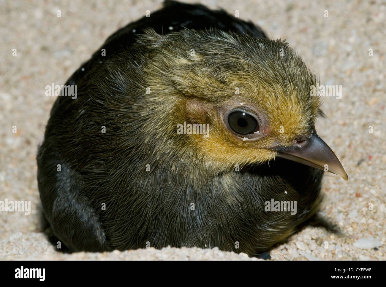 Maleo (Macrocephalon maleo) Megapode bird endemic to Sulawesi ...