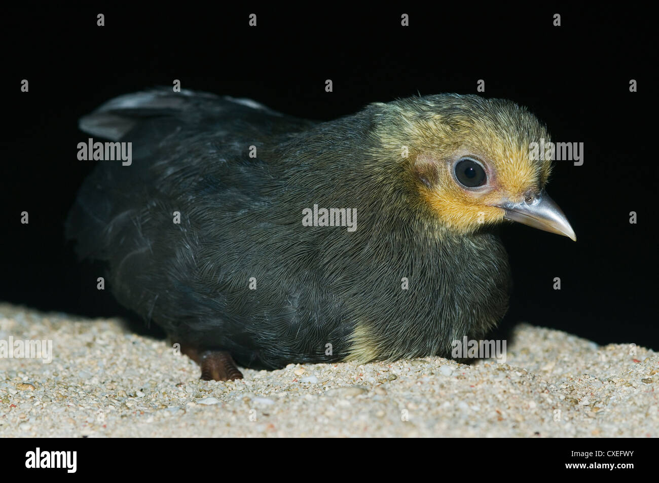 Megapode emerged from sand High Resolution Stock Photography and Images ...