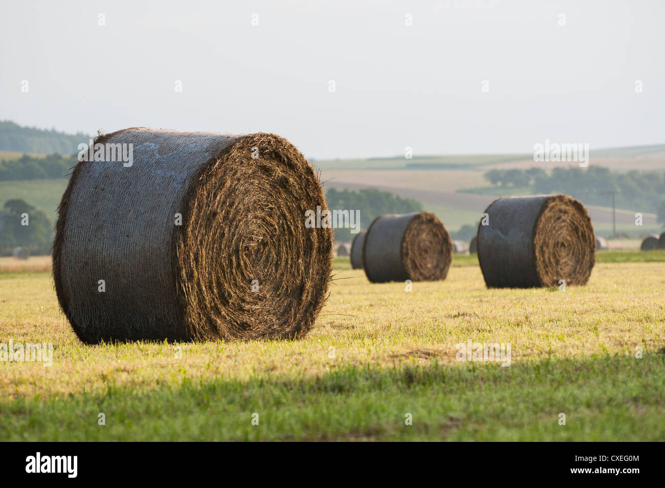 Hay grain hi-res stock photography and images - Alamy