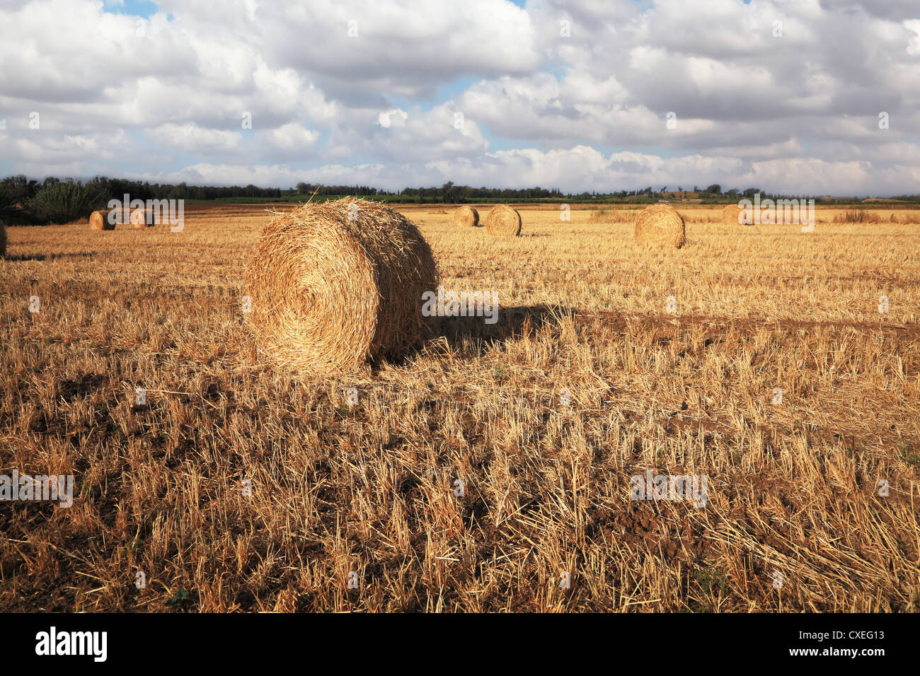 Big crop field hi-res stock photography and images - Alamy
