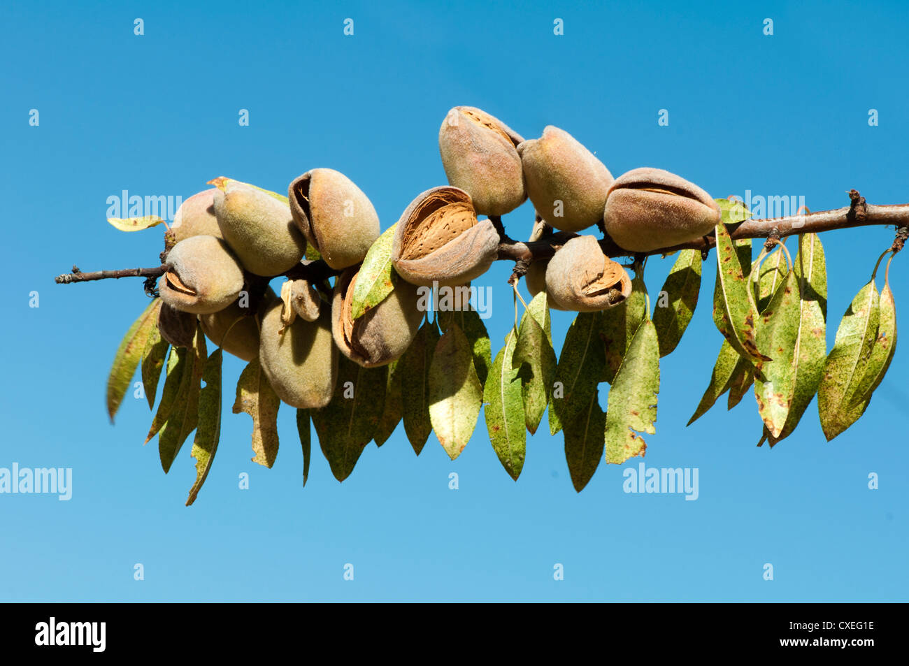 Nearly ripe almonds on branch Stock Photo - Alamy