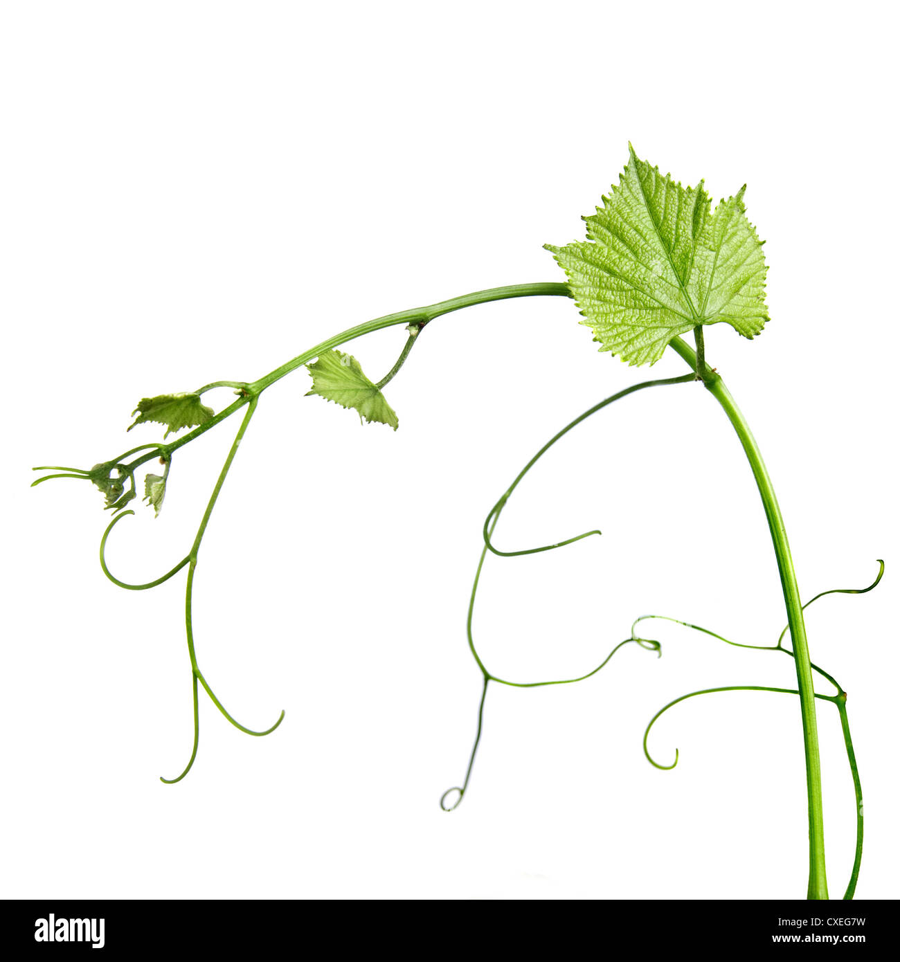 vine rod isolated on whine Stock Photo - Alamy