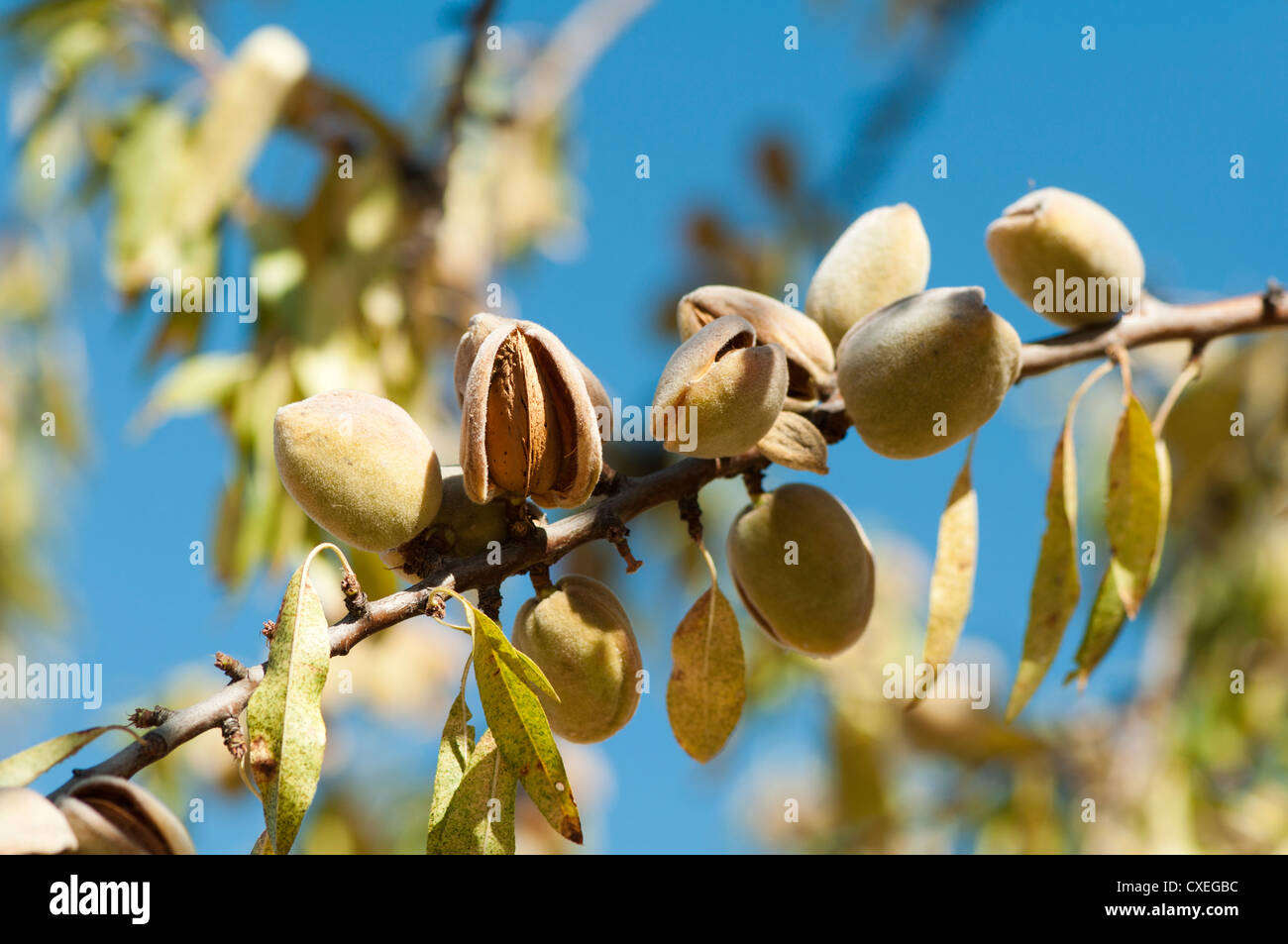 Nearly ripe almonds on branch Stock Photo - Alamy Nearly ripe almonds on branch Stock Photo - Alamy