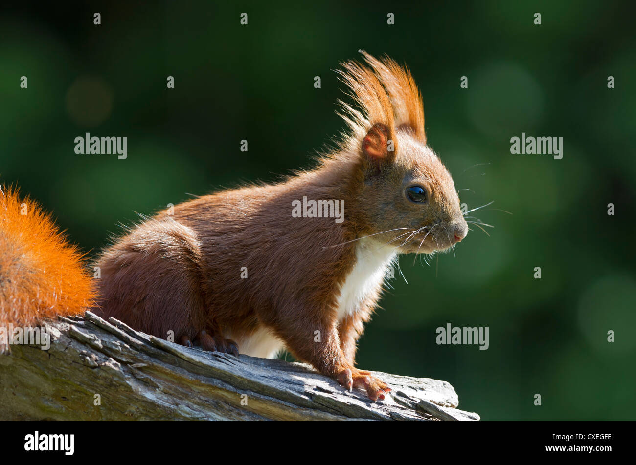 écureuil sciurus vulgaris hi-res stock photography and images - Alamy
