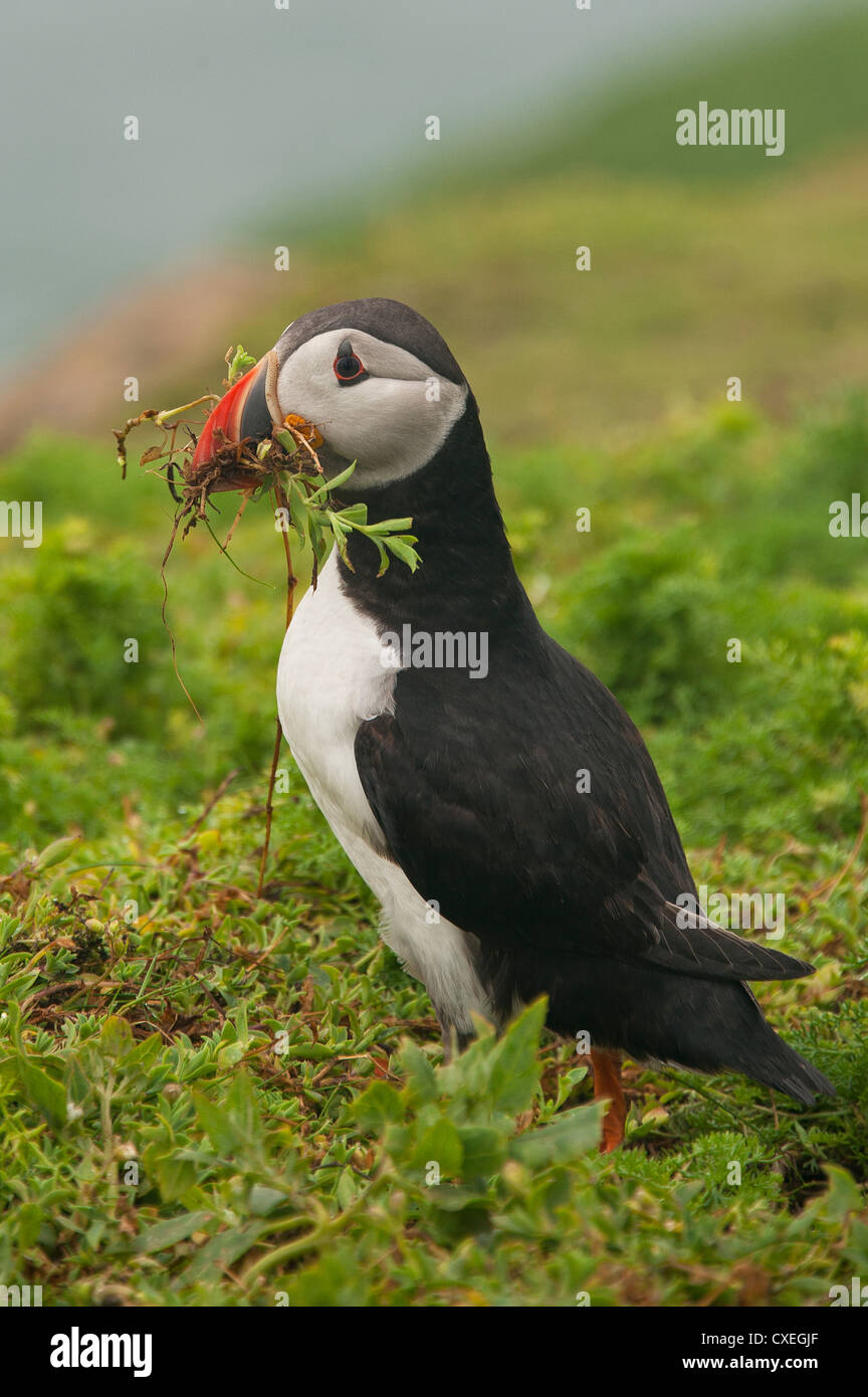 Puffin nest material hi-res stock photography and images - Alamy