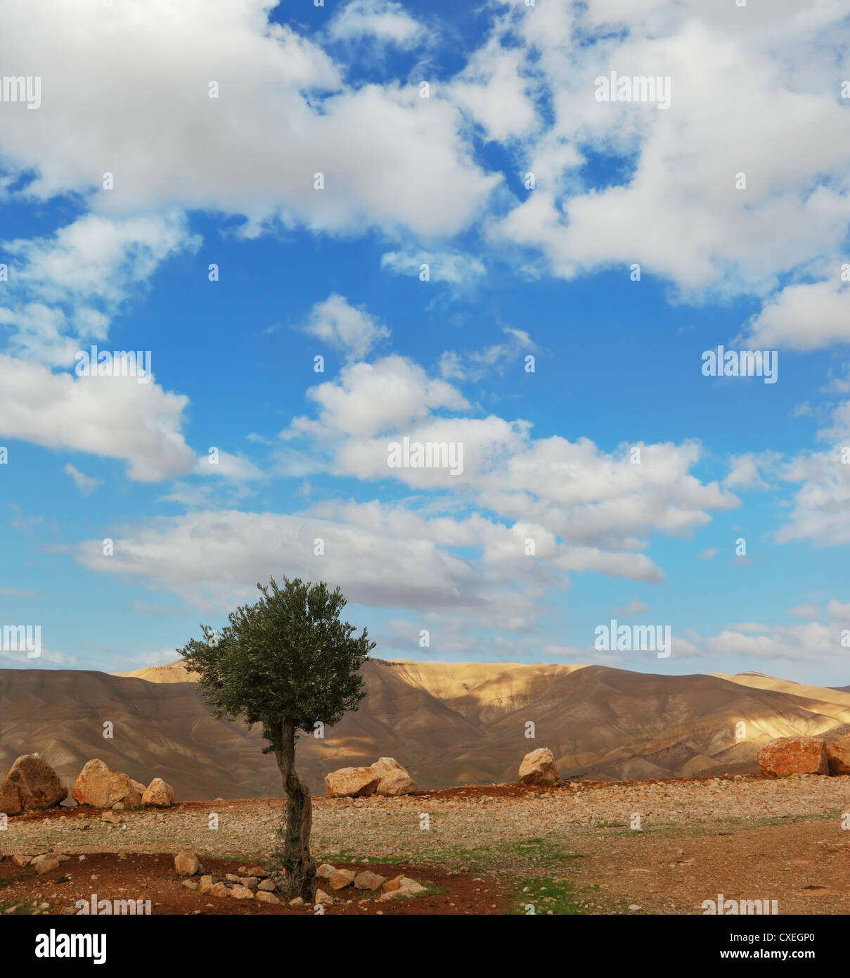 Small trees hi-res stock photography and images - Alamy