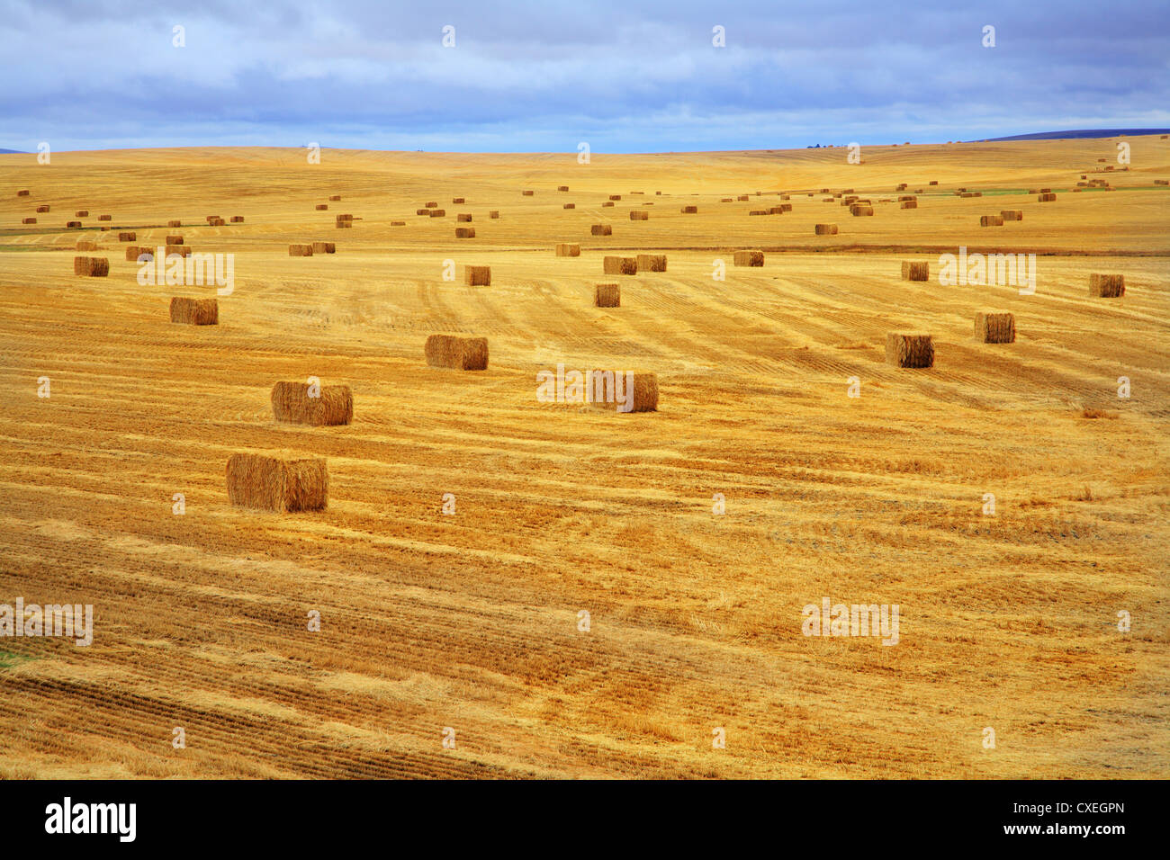 The fields after a harvest and stacks Stock Photo - Alamy