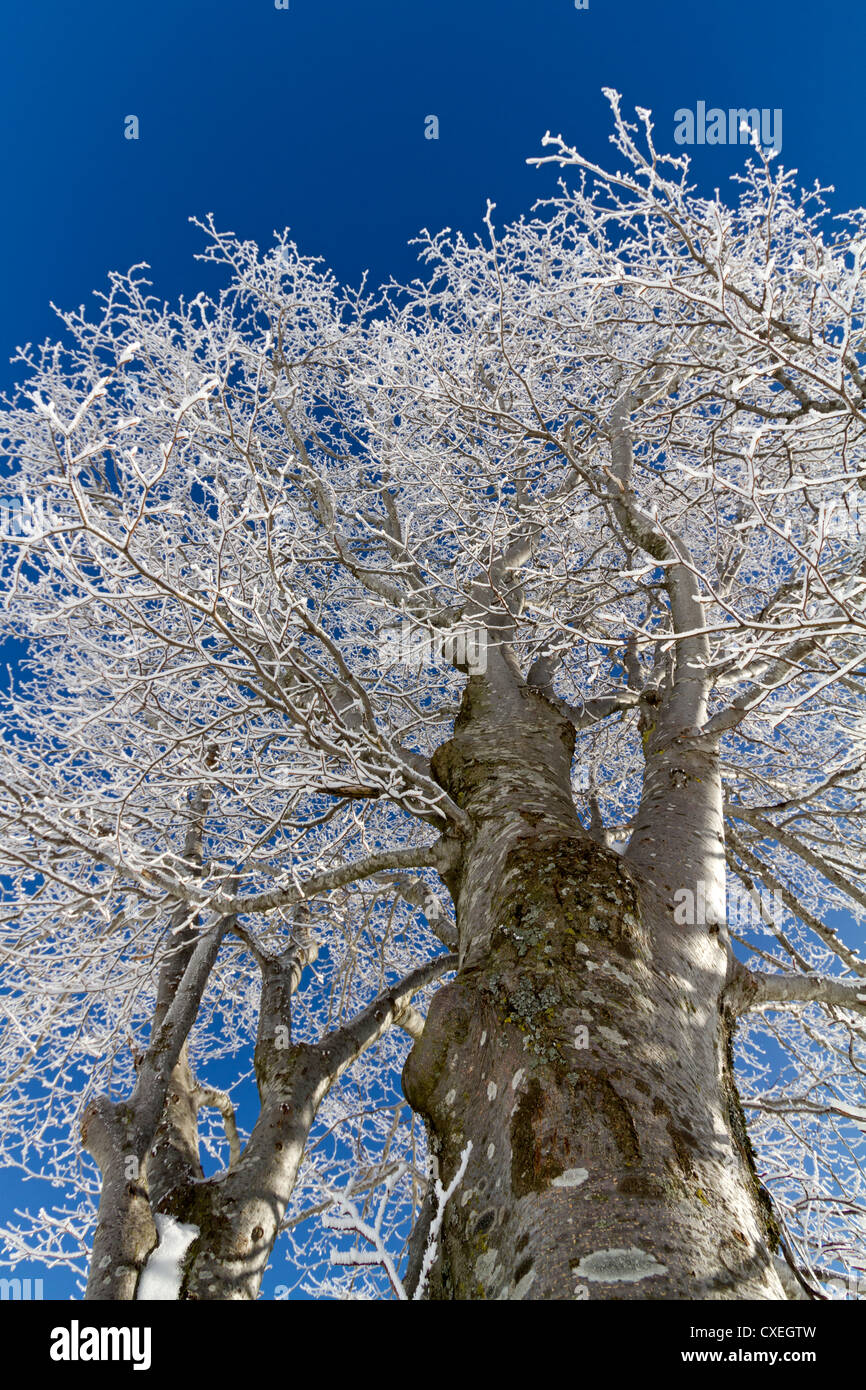 Hoarfrost scenery hi-res stock photography and images - Alamy