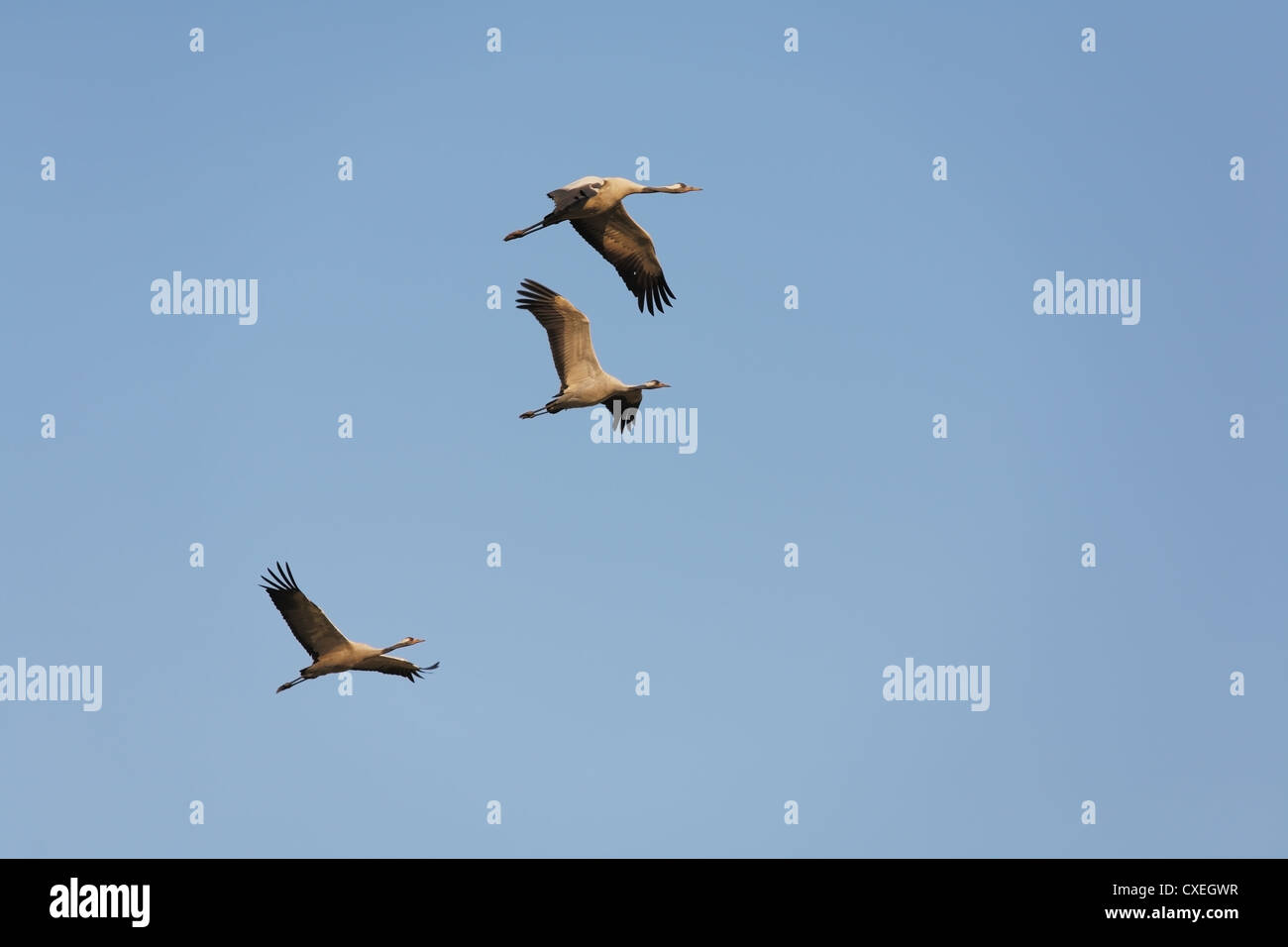 Three cranes in free flight Stock Photo - Alamy