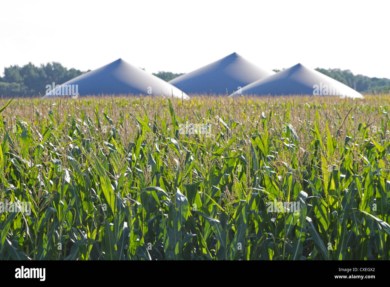 Maize field biogas plant hi-res stock photography and images - Alamy